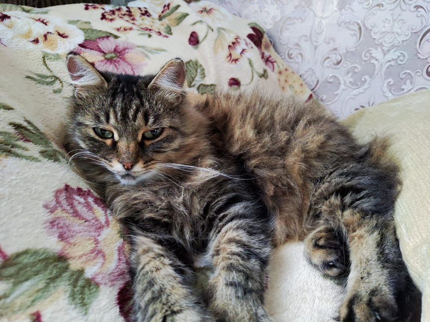 В добрые руки домашние коты