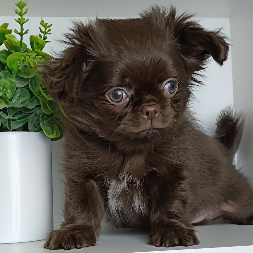 Чихуахуа, щенок