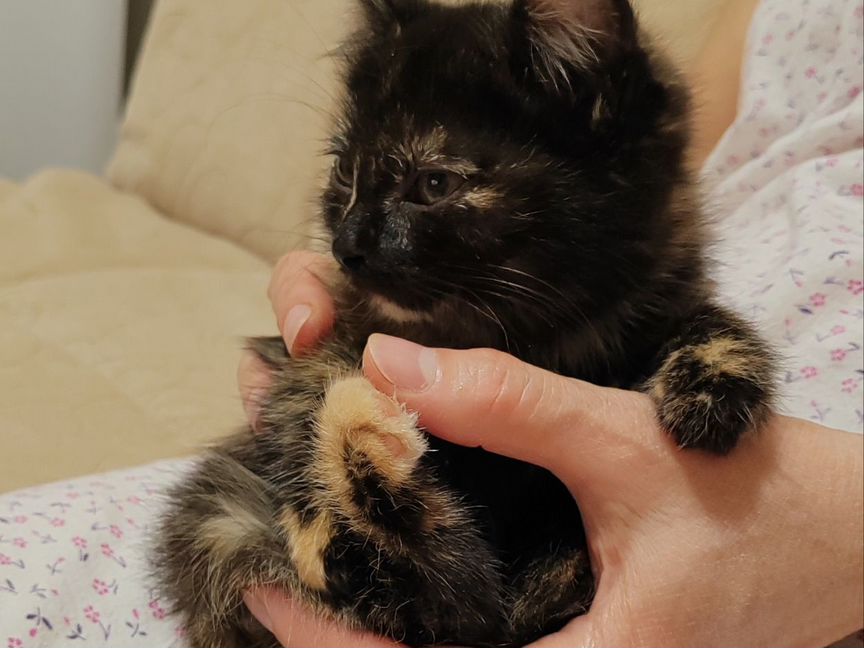 Котенок