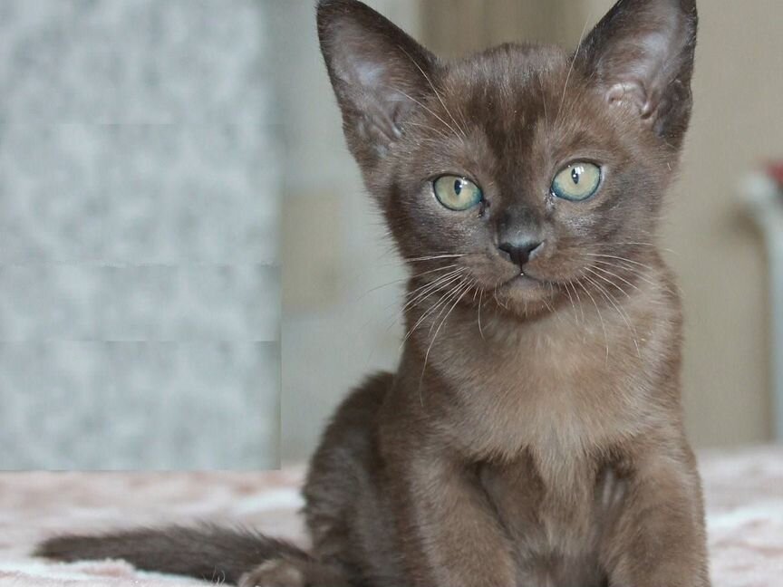 Бурманская