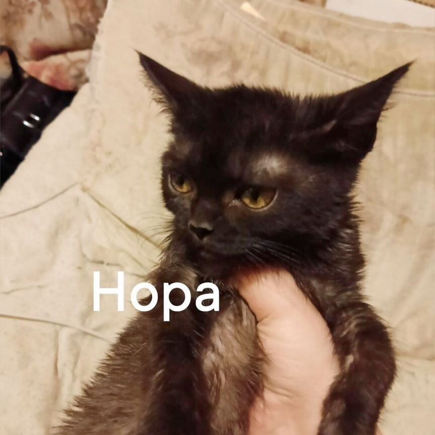 Отдаю котёнка девочку в добрые руки
