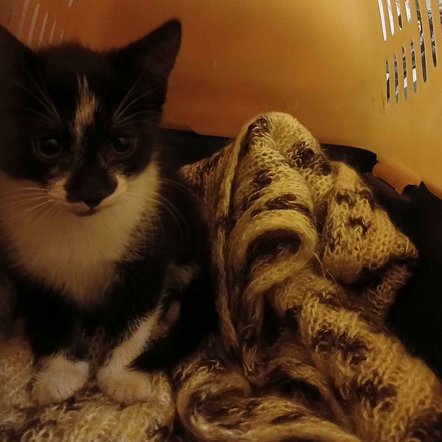 Котёнок в добрые руки