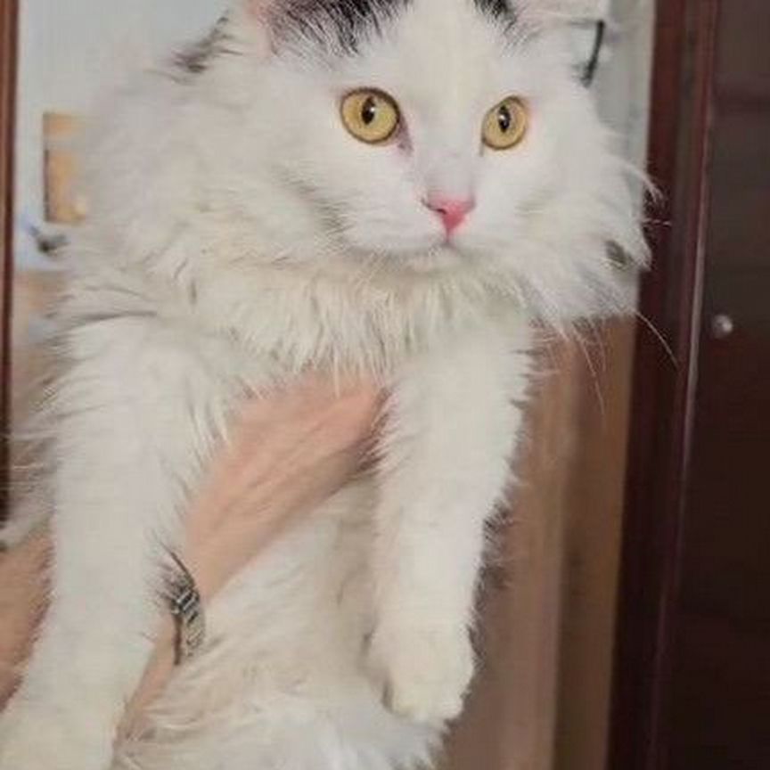 Не стало хозяйки