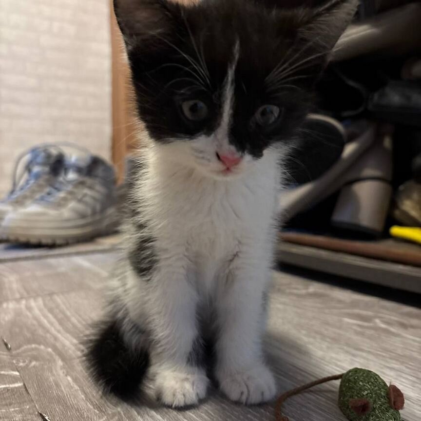 Котёнок в добрые руки