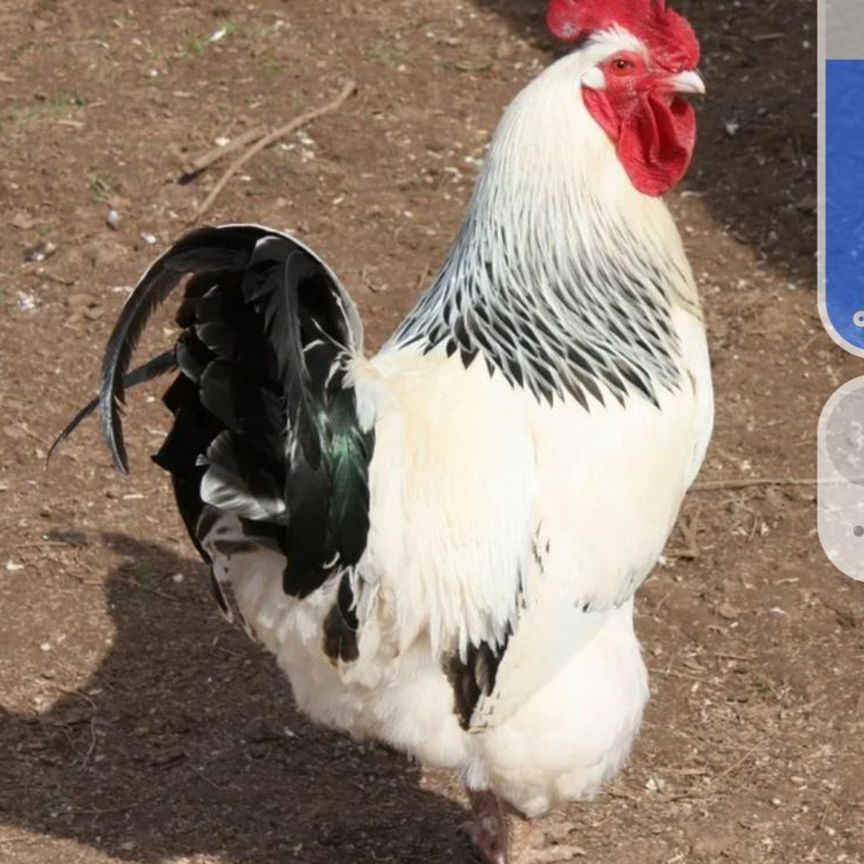 Молодые петухи