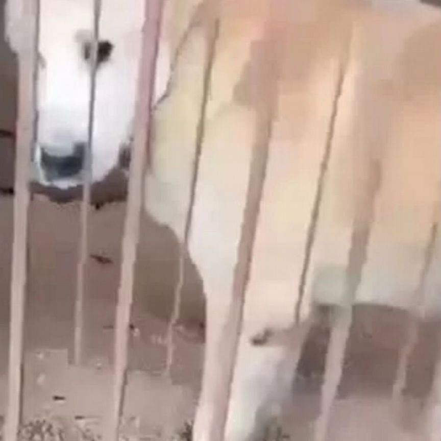 Алабай