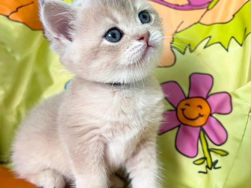 Британские золотые котята