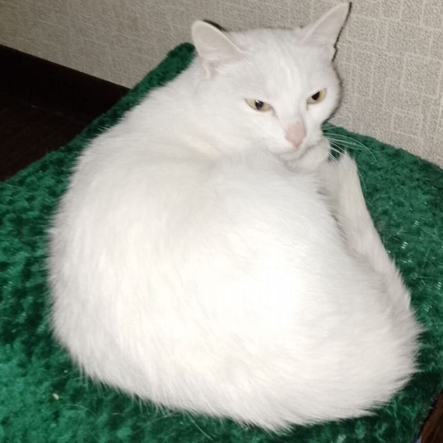 Кошка (као мани)