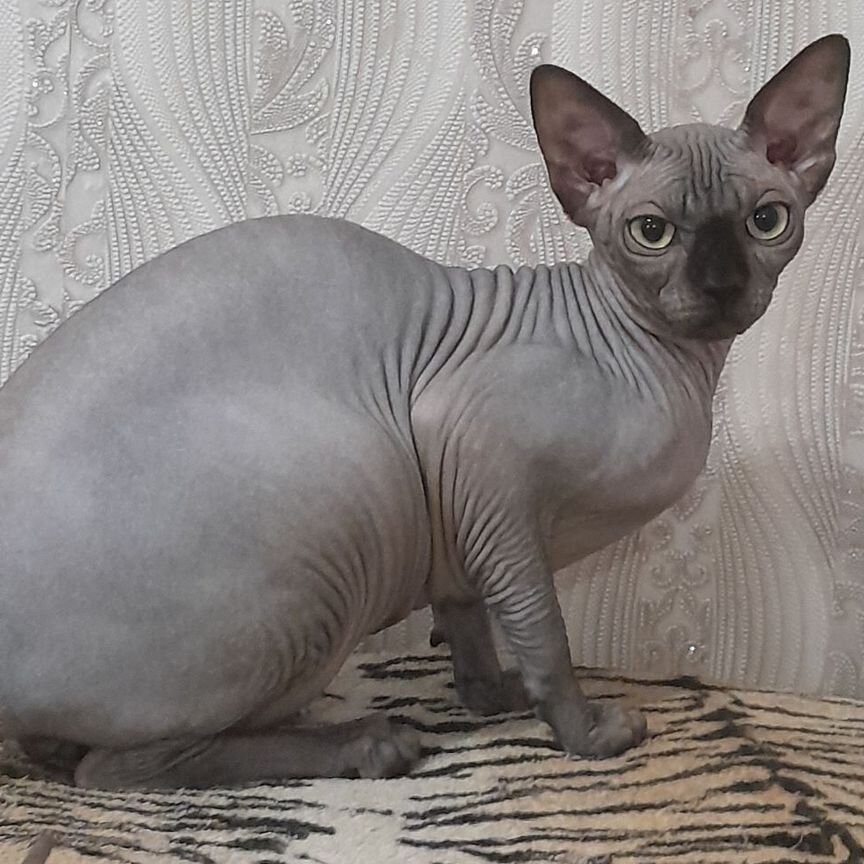 Канадский сфинкс котёнок