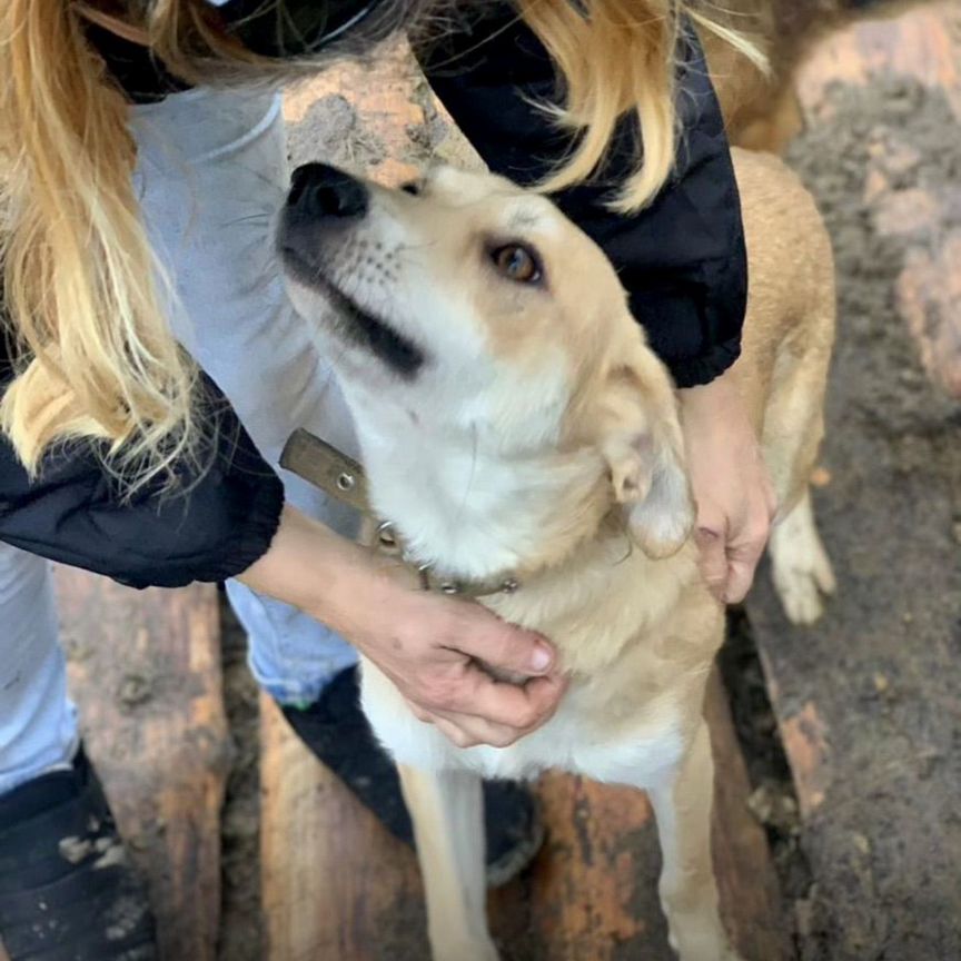 Отдам собаку в добрые руки бесплатно