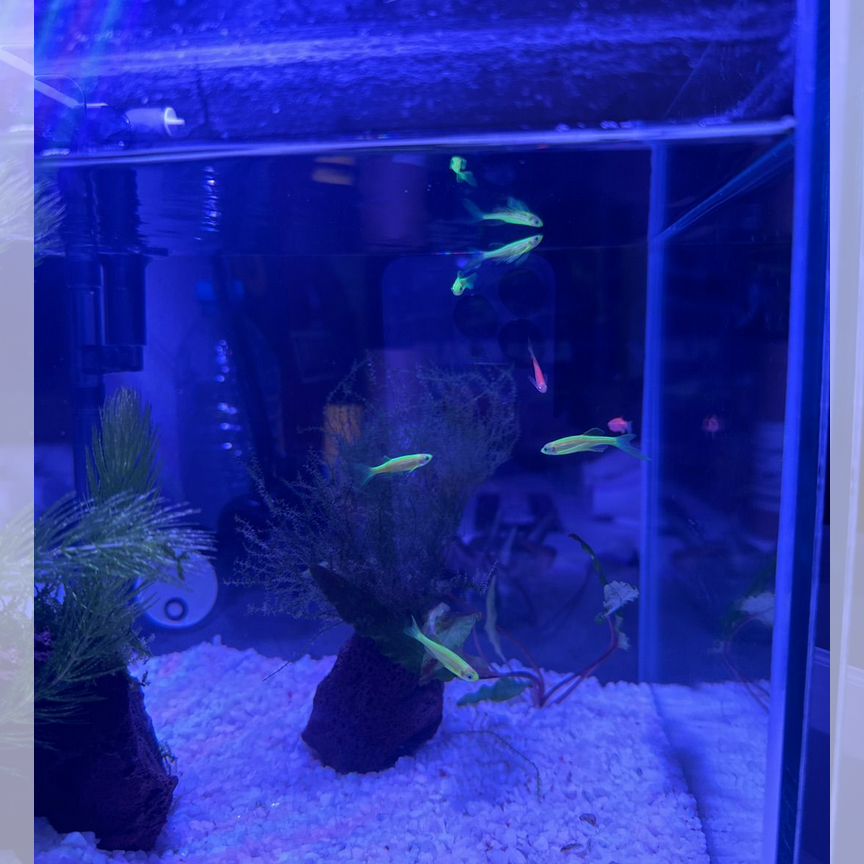 Рыбки Данио отдалим в хорошие руки