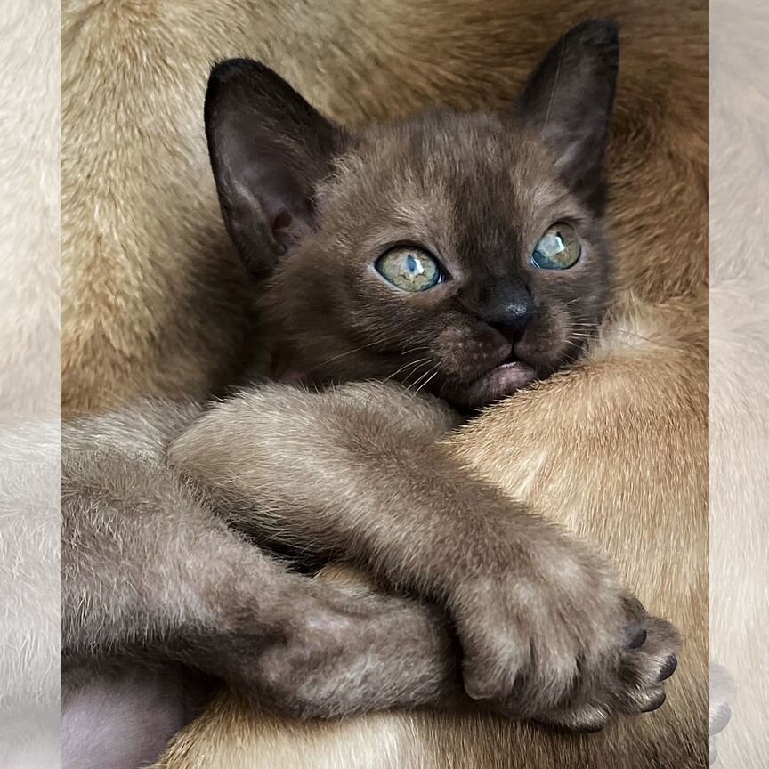 Американский бурманский котёнок