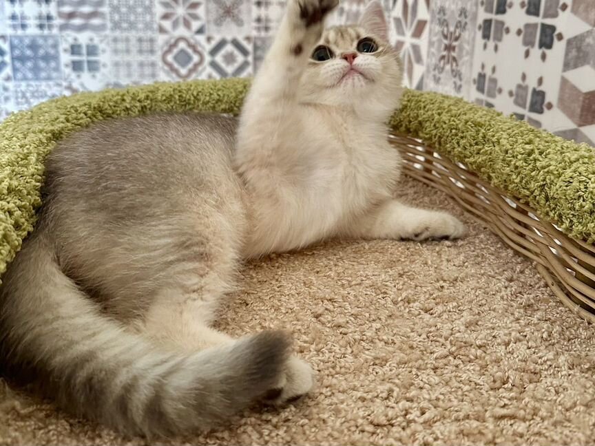 Кошечка голубая золотая шиншилла ay11