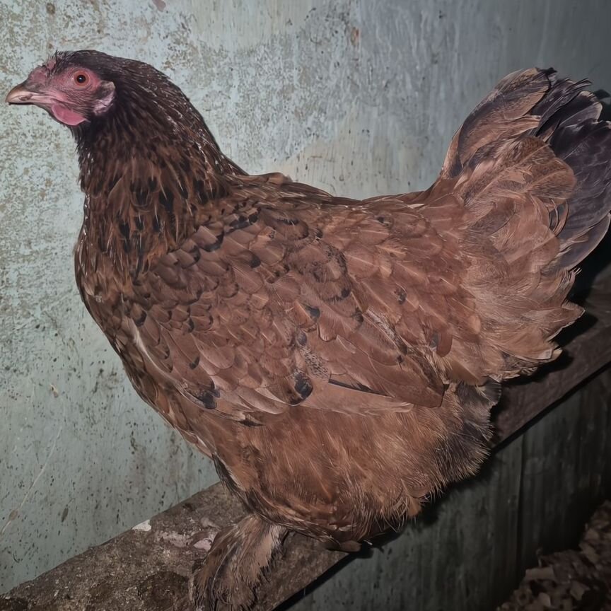 Курочки несушки