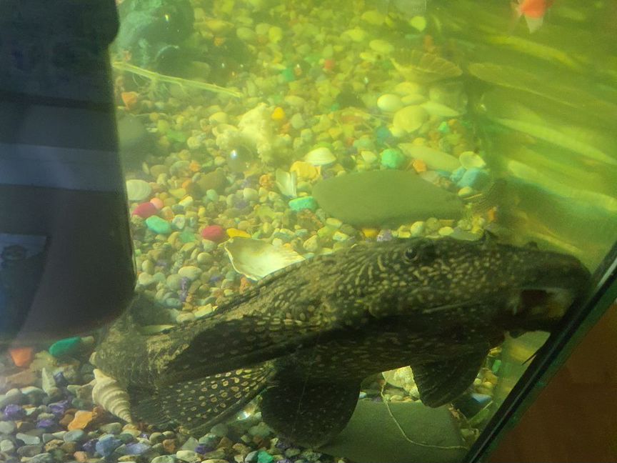 Сом птеригоплихт прилипало