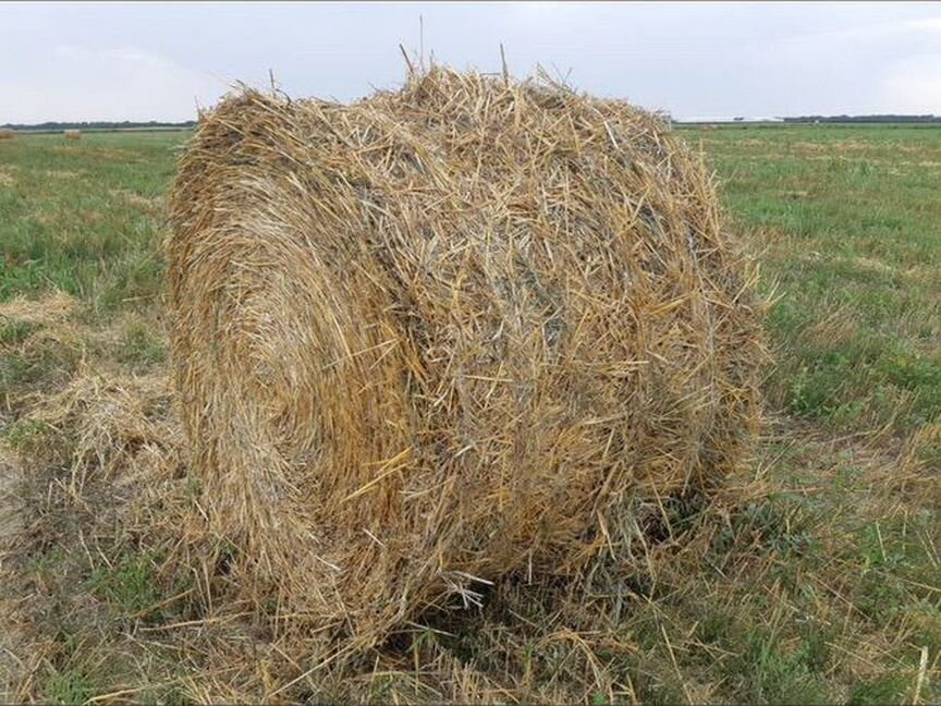 Сено в тюках и рулоннах