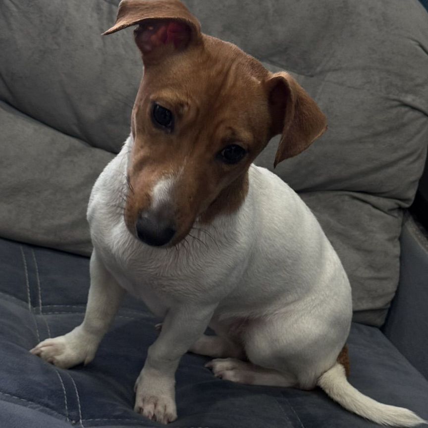 Джек-рассел-терьер, щенок