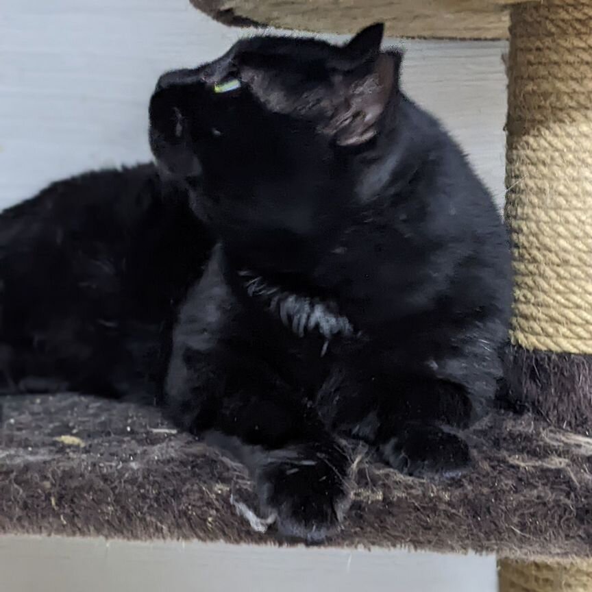 Котище ищет дом