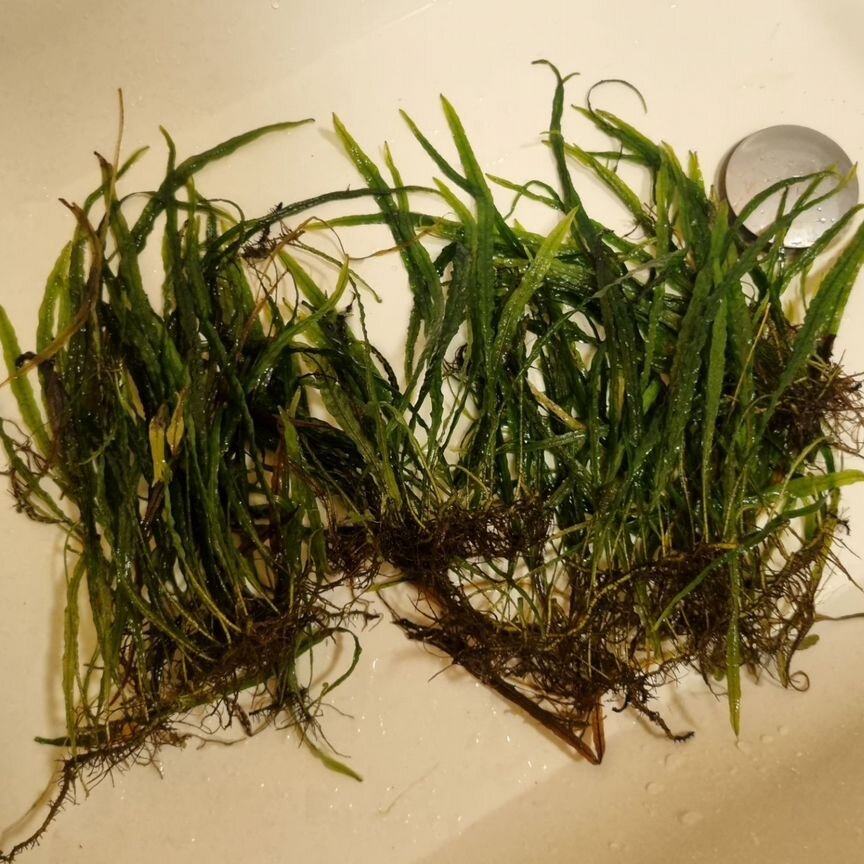 Растения прополка для аквариума