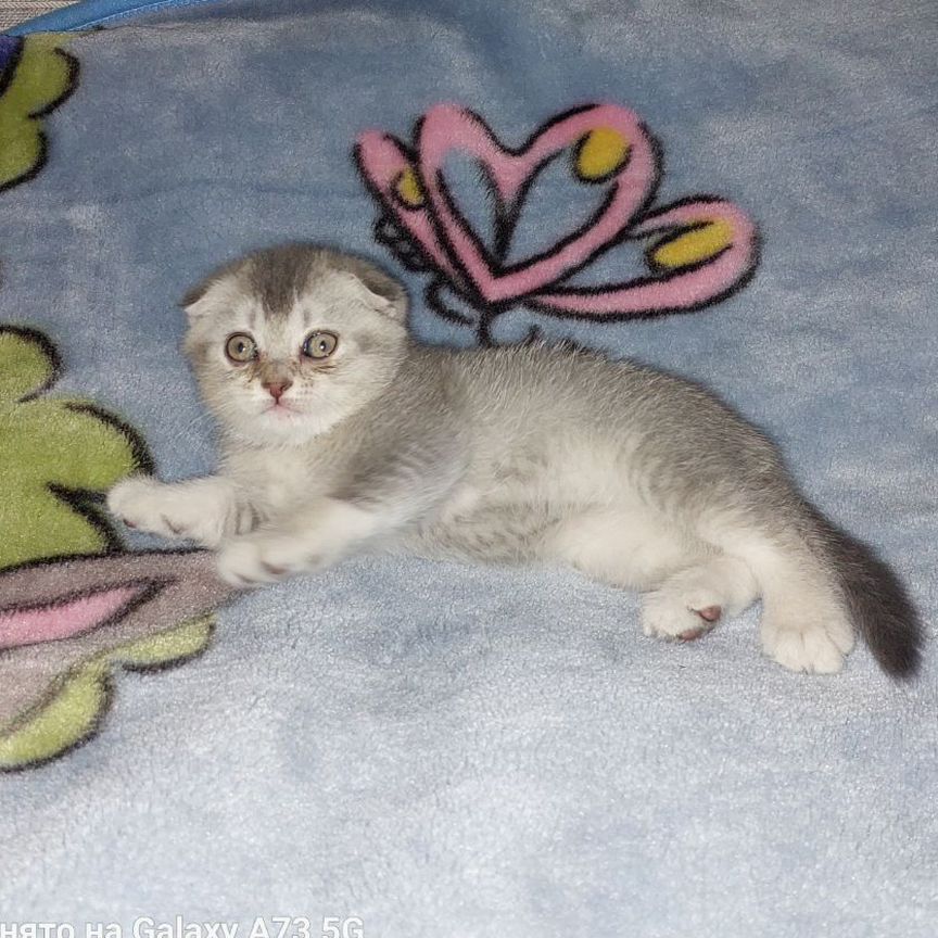Кошки породистые вислоухие