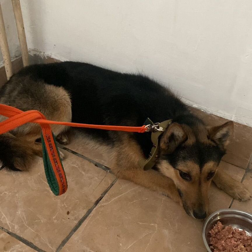 Собака бесплатно