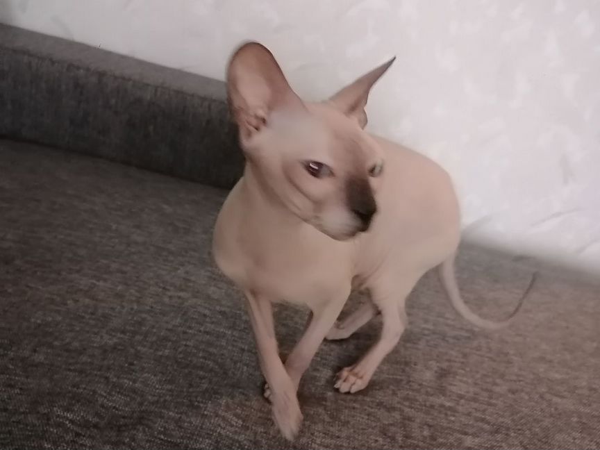 Донской сфинкс