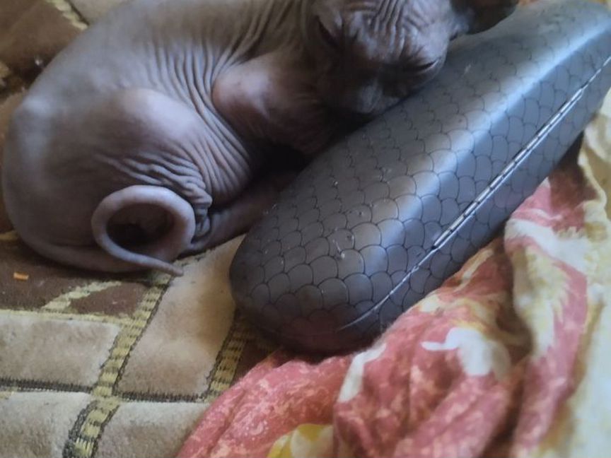 Котик и кошки ждут хозяина