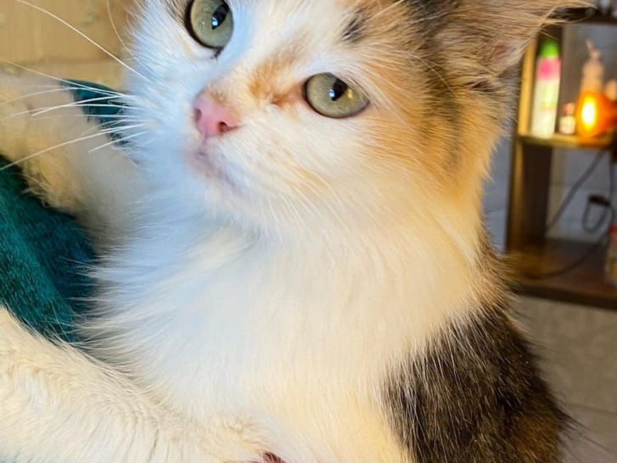 Кошка