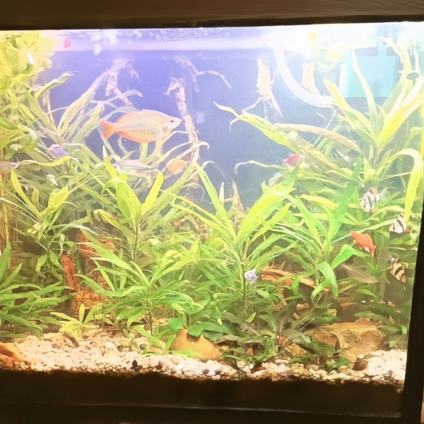 Продам несколько кустиков криптокорин