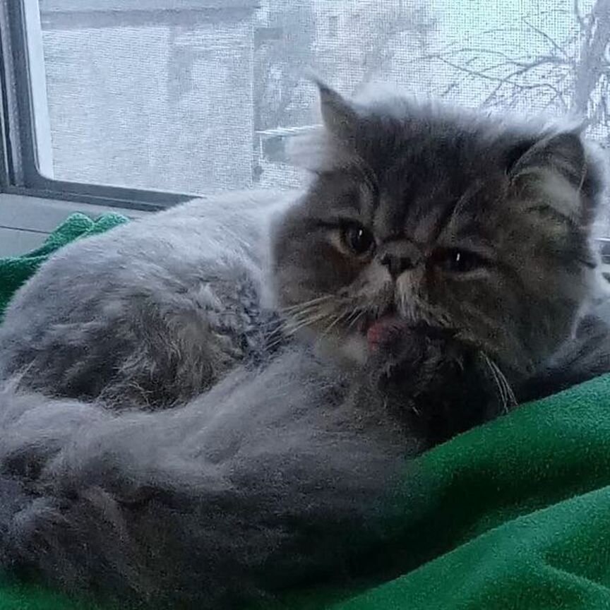 Персидская кошка