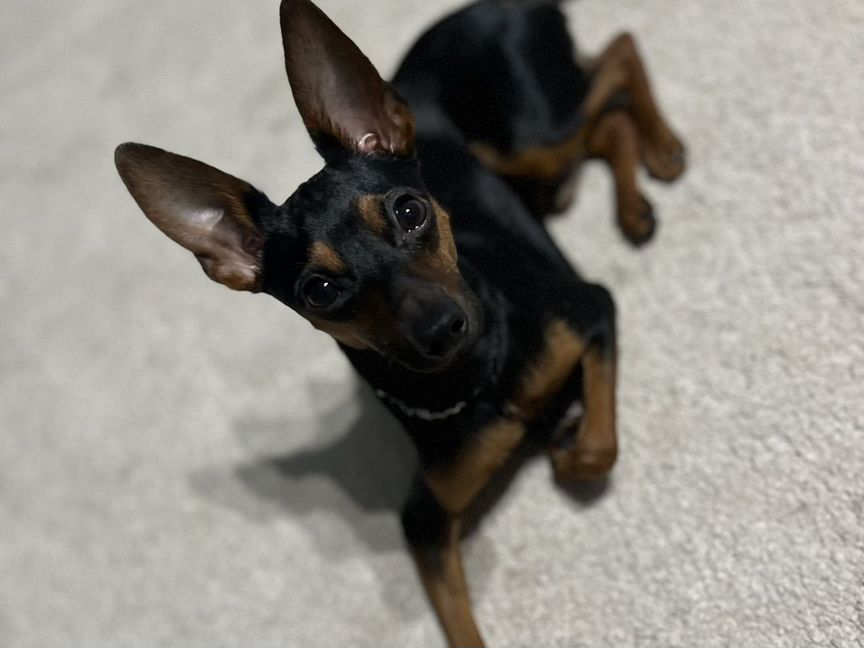 Вязка той-терьер