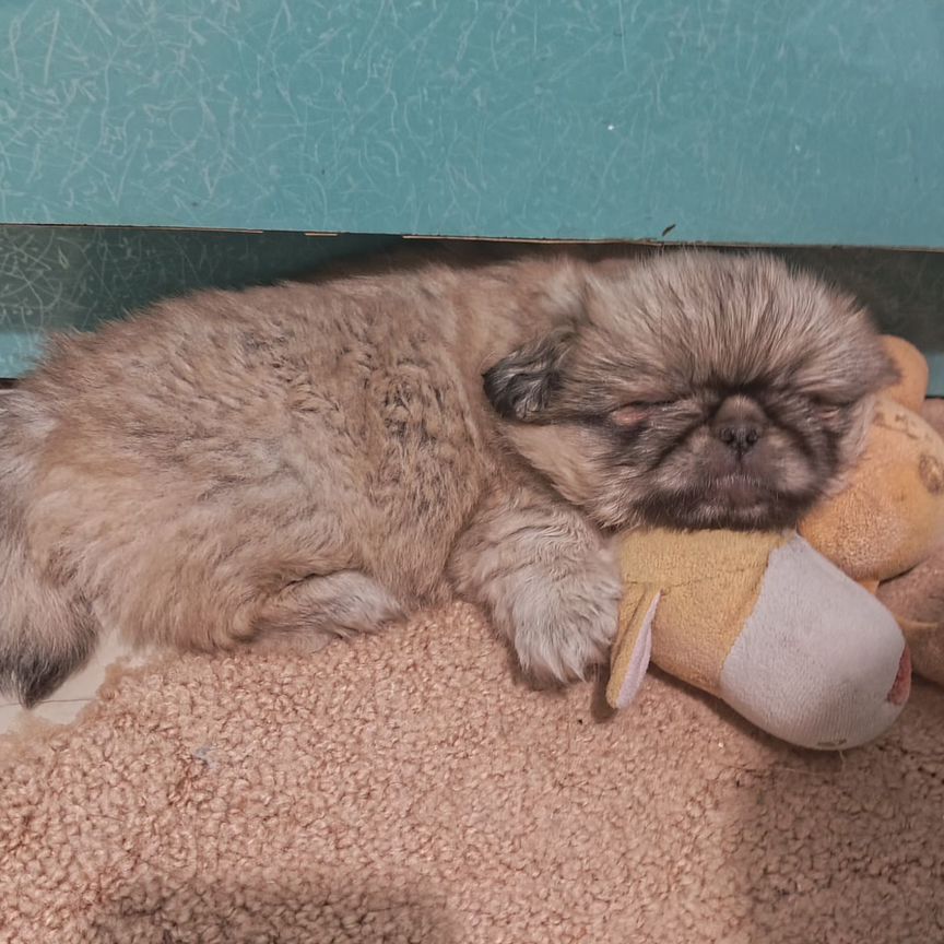 Пекинес, щенок