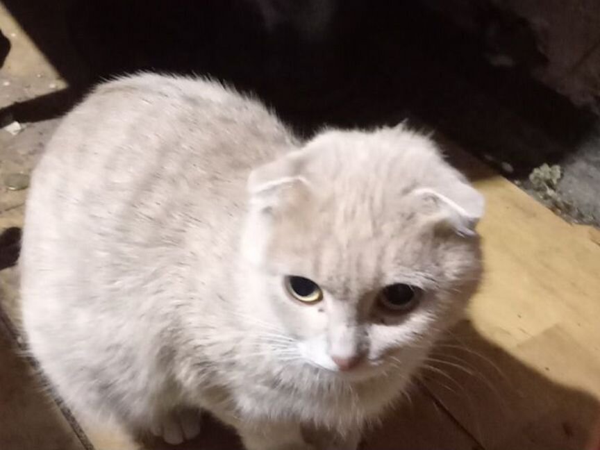 Шотландская вислоухая кошка бесплатно