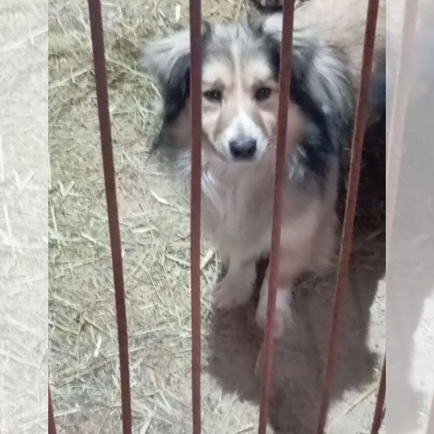 Взрослый пёс в добрые руки