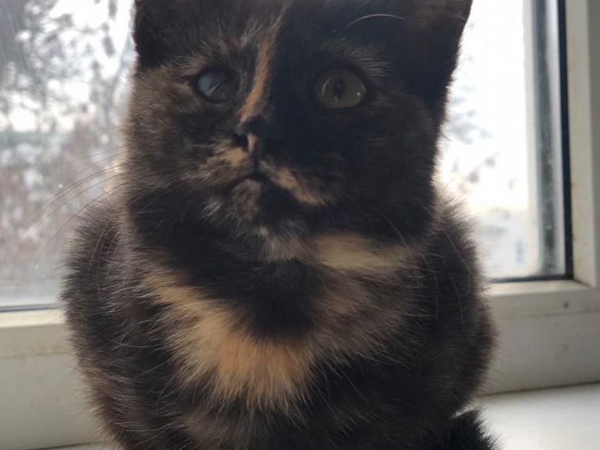 Кошка в дар