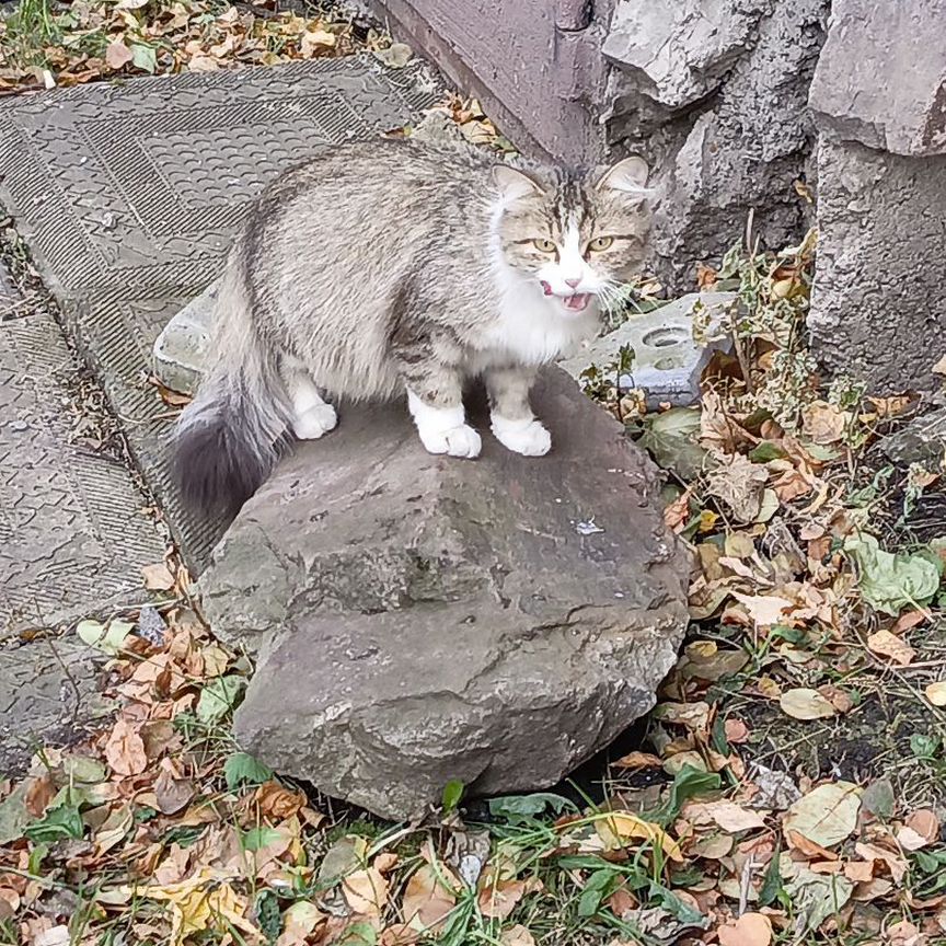 Кошечка прибилась к дому