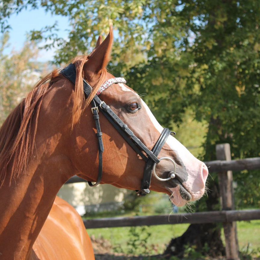 Оголовье (уздечка)