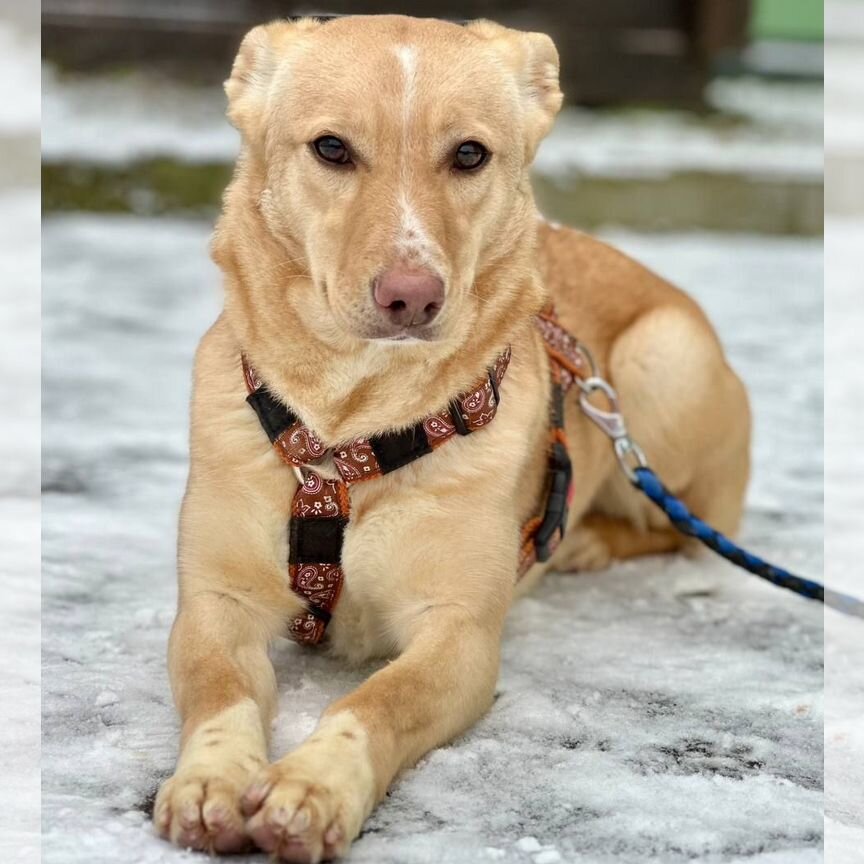 Взрослая собака в добрые руки