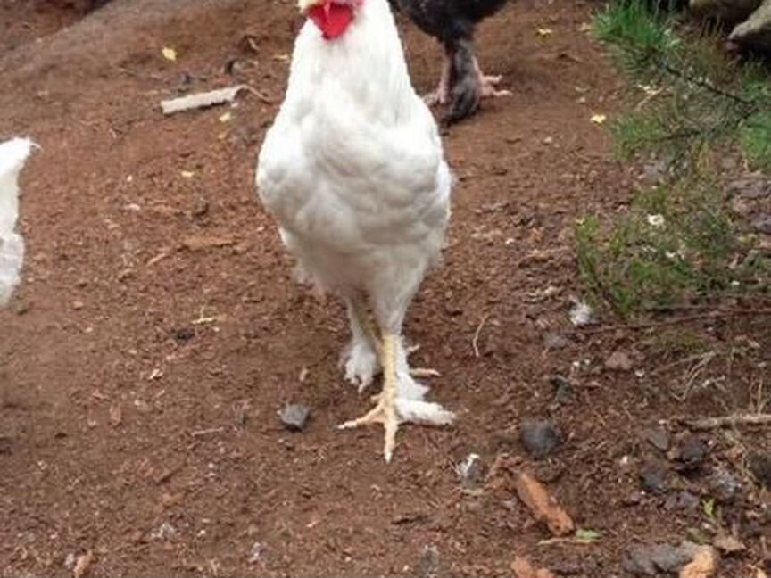 Петушки разных пород