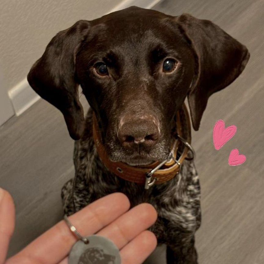 Курцхаар, взрослый пёс