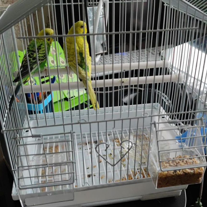 Волнистый попугай с клеткой