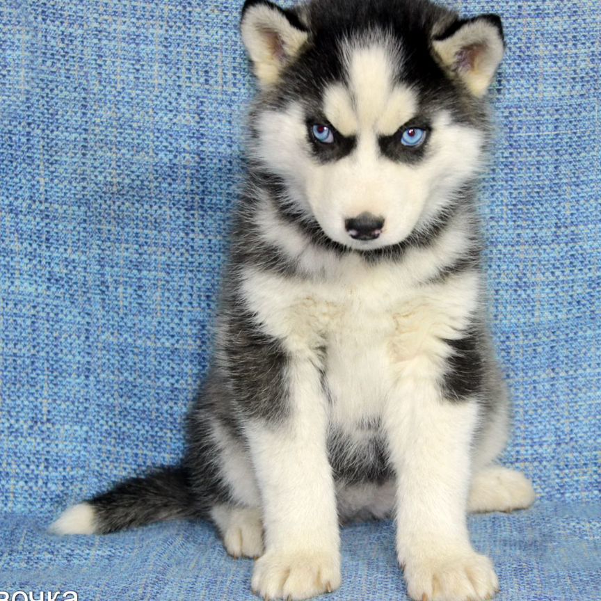 Сибирский хаски, щенок