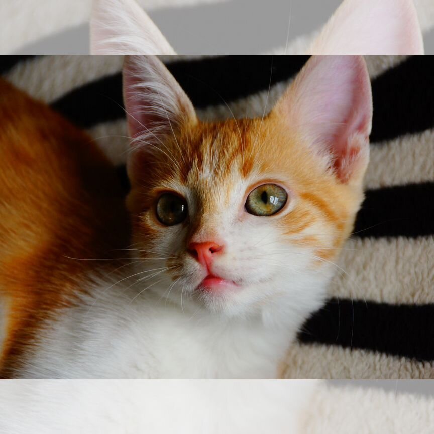 Солнечный рыжий котенок в дар, 3,5 месяца