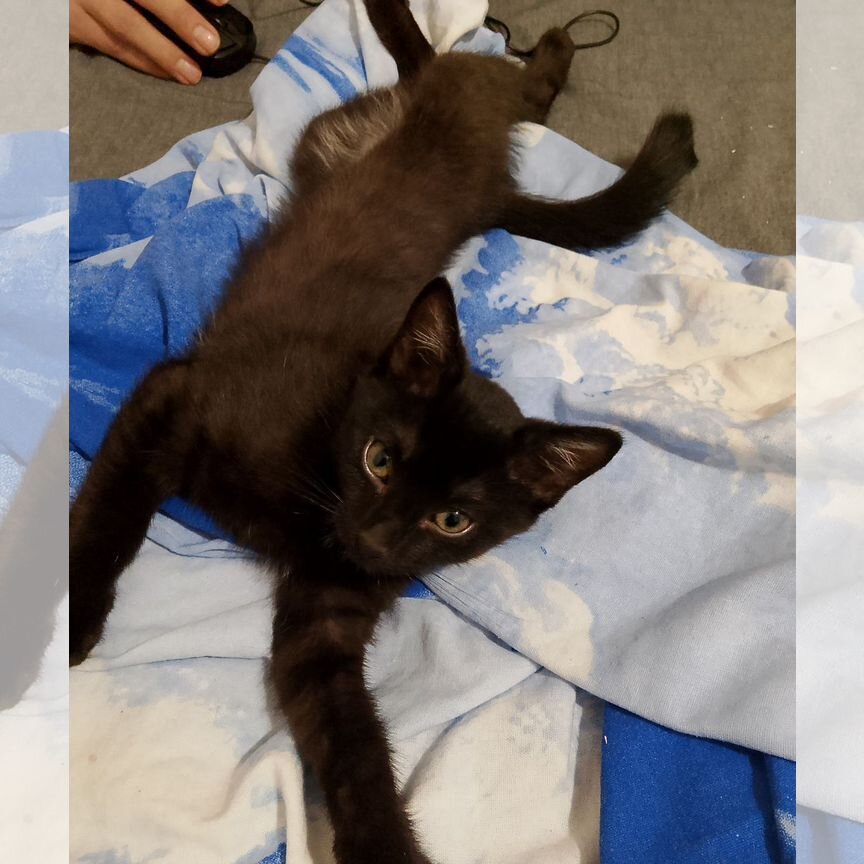 Взрослый кот в добрые руки