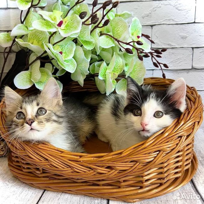Игривые Котятя Дейзи и Рея