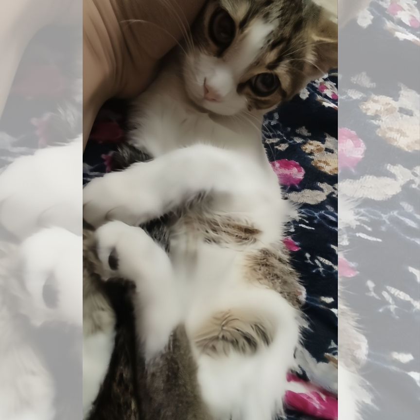 Котёнок от частного владельца