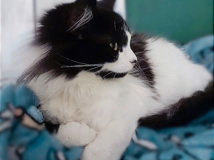 Кошка в дар