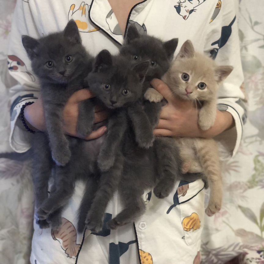 Котята бесплатно - забранированно