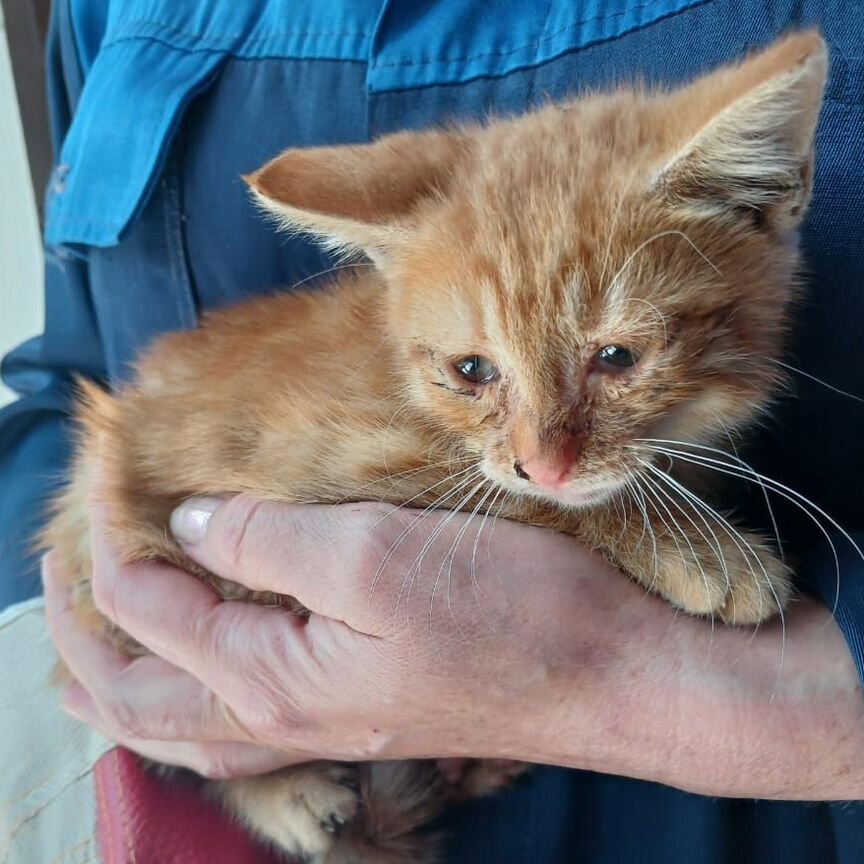 Котёнок в добрые руки