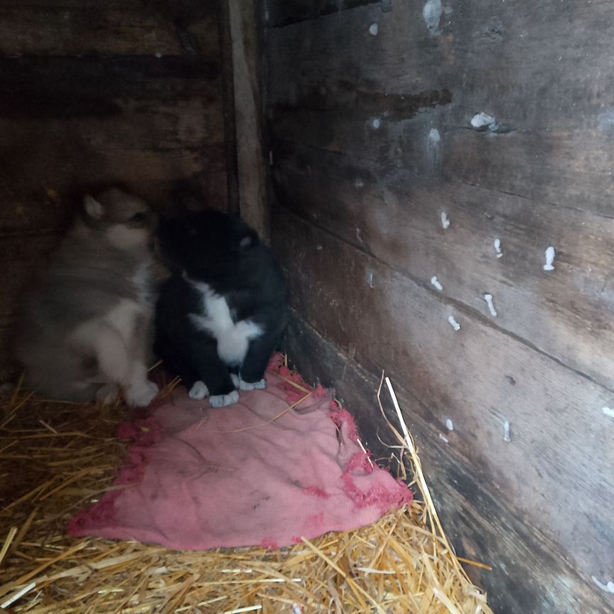 Щенки лайки зсл